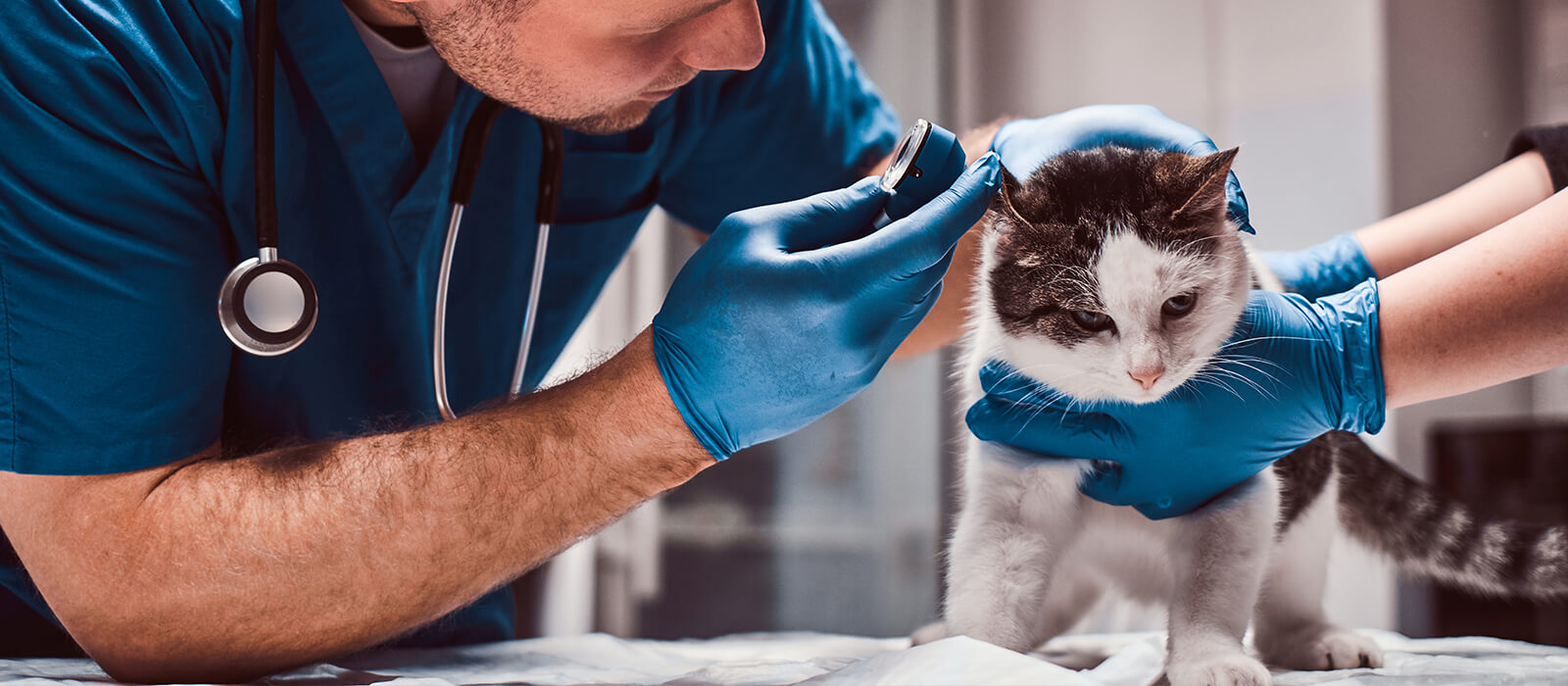 Tips Cara Menjaga & Melebatkan Bulu Kucing - Super Pawers Animal Clinic